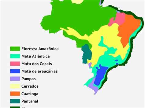Atividades Tipos De Vegetação Do Brasil 4 Ano Epnedu