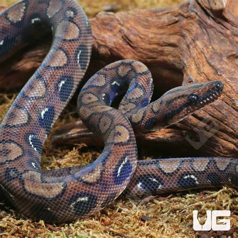 Dark Anery Brazilian Rainbow Boas Epicrates Cenchria For Sale