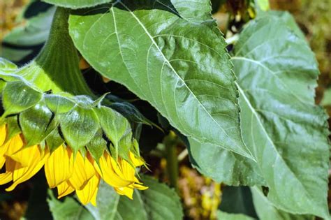 Free Picture Leaf Nature Flower Petal Sunflower Flora Plant