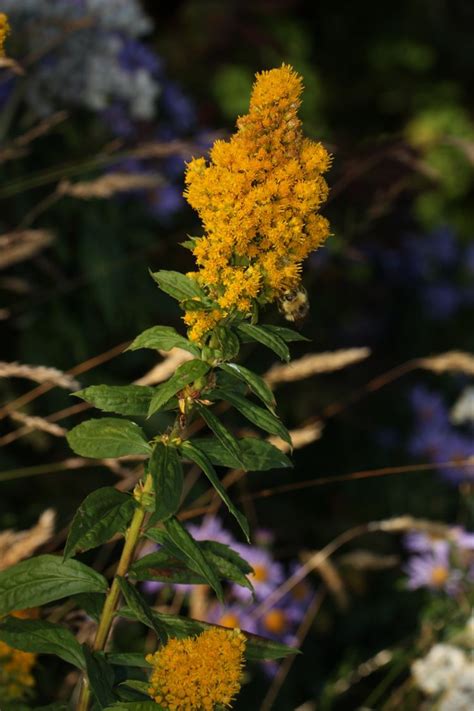 Solidago Lepida Alchetron The Free Social Encyclopedia