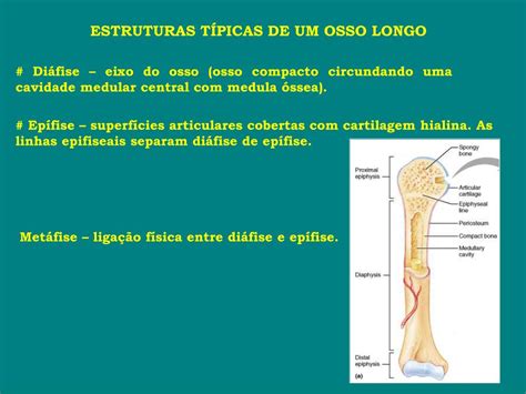 PPT SISTEMA ESQUELÉTICO PowerPoint Presentation free download ID