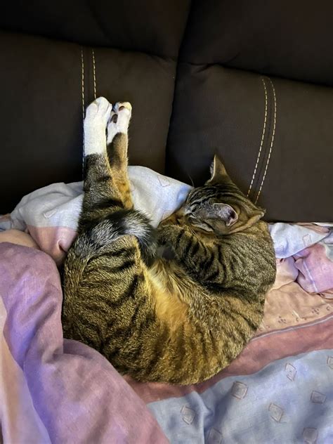 Standard Issue Justin Napping With His Socks Up Rstandardissuecat