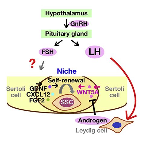 The Luteinizing Hormone Testosterone Pathway Regulates Mouse