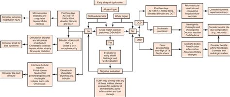 Pathology Of Liver And Hematopoietic Stem Cell Transplantation