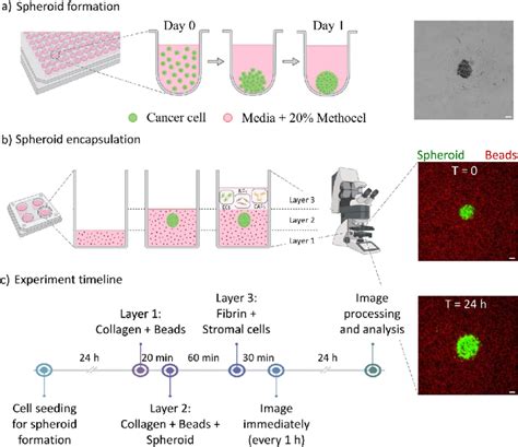 multilayer spheroid contractility assay a schematic representation
