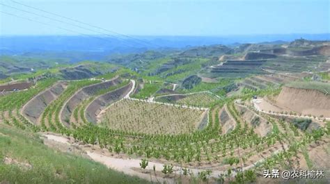 吴堡县达连坡村树上青梨树下土鸡 种养结合日子有奔头 发展 村里 王润娥