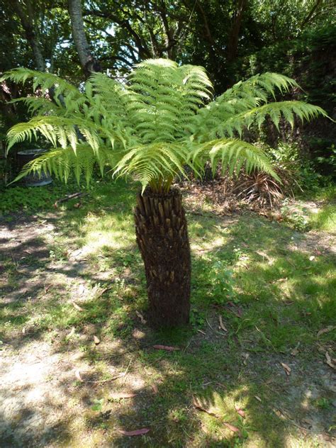 Dicksonia Dinopedia Fandom