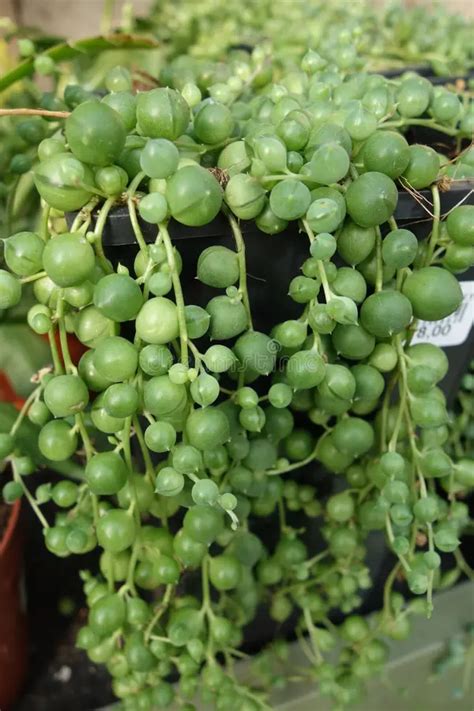 Senecio Citriformis 🌱🥀🌷 Viveiro Oreades 🌺🌼🌳