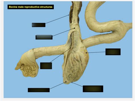Ga 2 Bovine Male Repro Structures Bull Diagram Quizlet