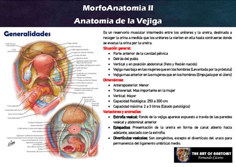 Semana 12 Parte 1 Anatomía De La Vejiga Morfoanatomia Ii Anatomía
