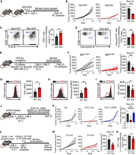 Serotonin Transporter Inhibits Antitumor Immunity Through Regulating
