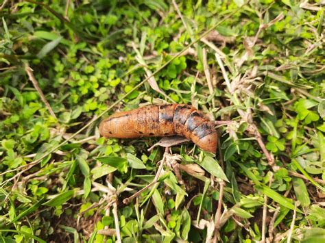 Pupa Moth In Garden Stock Image Image Of Brown Worm 309312271