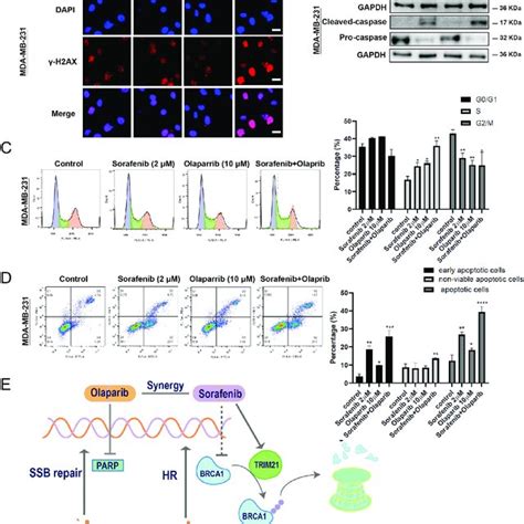 The Combination Of Olaparib And Sorefenib Results In Dna Damage Cell
