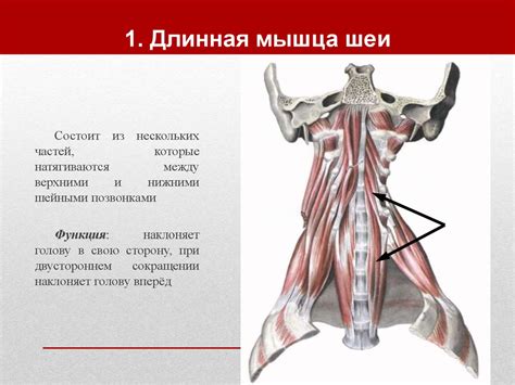 Мышцы шеи презентация онлайн