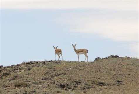 ГОВИЙН ШИЛҮҮСИЙГ СЭРГЭЭН НУТАГШУУЛАХ ТӨСӨЛ ХЭРЭГЖҮҮЛЖ ЭХЭЛЛЭЭ