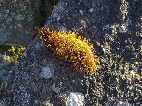Mosses Liverworts And Hornworts Buxton Field Club