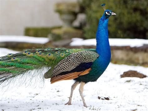 What Do Peacocks Eat Complete Guide Birdfact
