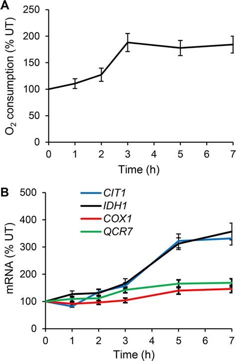 Long Term But Not Acute Genotoxic Stress Induces Respiration Cellular