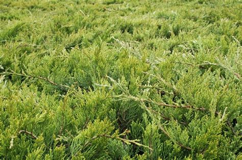 Thuja 나무의 녹색 가지 상록 중국 노송 나무 Tui 침엽수기 투야 주니퍼 나뭇 가지 장식 식물 원예 0명에 대한 스톡 사진