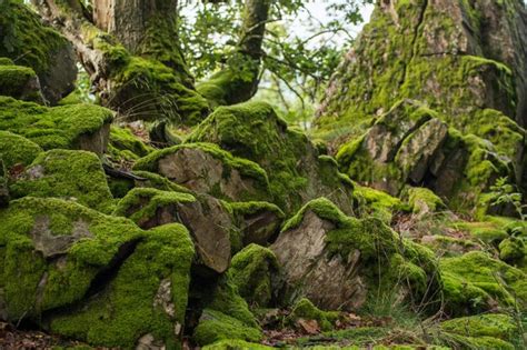 Premium Photo Moss Growing On Rocks In Forest