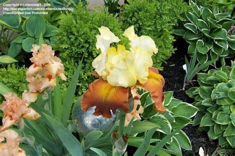 PlantFiles Pictures: Tall Bearded Iris 'Fall Fiesta' (Iris) by ...