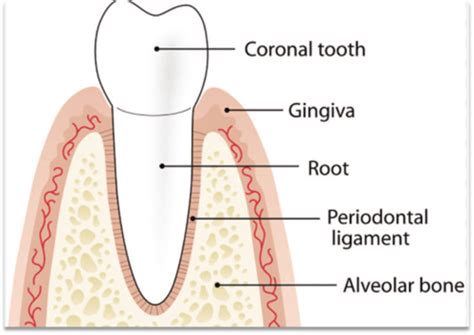 Anatomy And History Of The Periodontium I Flashcards Quizlet