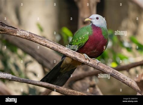 The Wompoo Fruit Dove Ptilinopus Magnificus Or Wompoo Pigeon Bird In