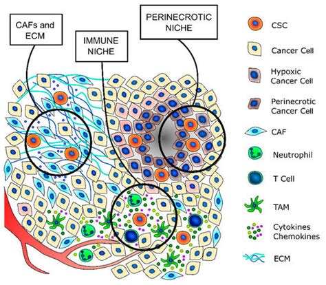 Thyroid Cancer Stem Like Cells Encyclopedia Mdpi