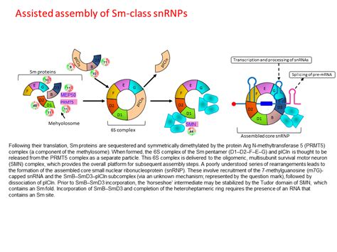 Assisted Assembly Of Sm Class Snrnps
