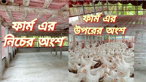 আদর্শ ব্রয়লার মুরগীর ফার্ম। নতুন মুরগি পালন শুরু করতে চাইলে এই ভিডিও