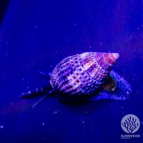 Nassarius Snail Pack Sunnyside Corals