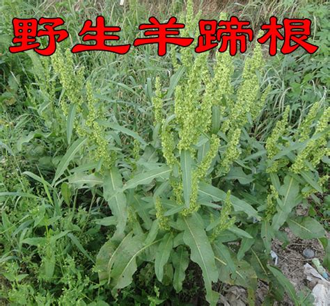 羊蹄子草图片 羊蹄子草 羊蹄子草的图片 大山谷图库