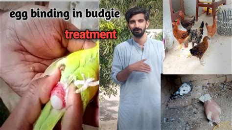 Egg Binding In Budgie And Its Treatment Budgie In Trouble😮 Youtube