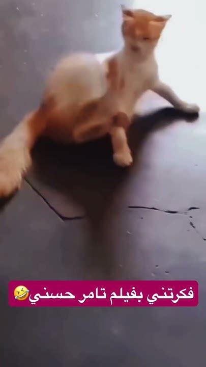 ملخص فيلم تامر حسني🤪مش انا Youtube