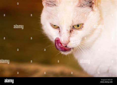 Wet Cat Licking Hi Res Stock Photography And Images Alamy