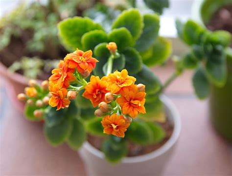 Guía de plantas Kalanchoe cómo cultivarlas y cuidarlas Madame Lelica