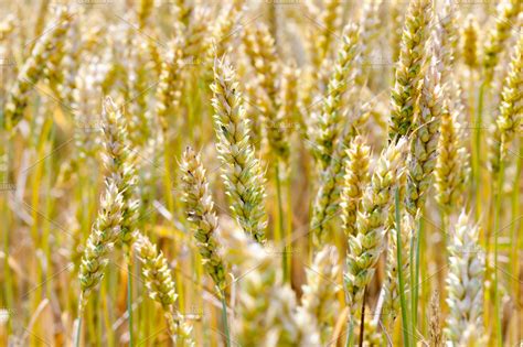 Rye In The Field ~ Nature Photos ~ Creative Market