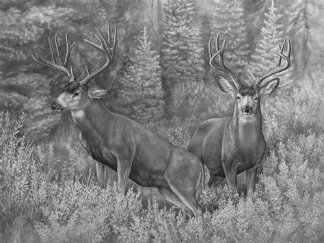 Mule Deer Buck Drawing
