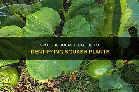 Spot The Squash A Guide To Identifying Squash Plants Shuncy