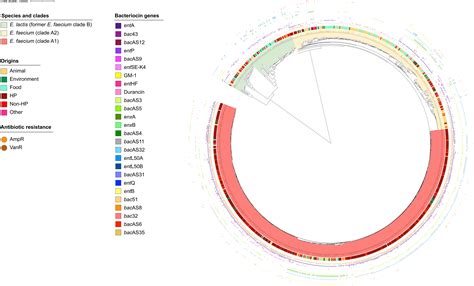 Bacteriocin Distribution Patterns In Enterococcus Faecium And Enterococcus Lactis Bioinformatic