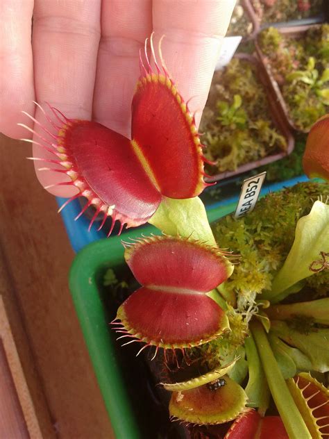 Cultivars of Dionéia - Dionaea - Carnivorous Plants UK