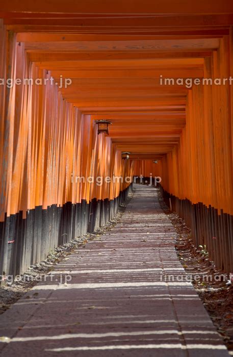 伏見稲荷大社 千本鳥居 京都市の写真素材 [145652996] イメージマート