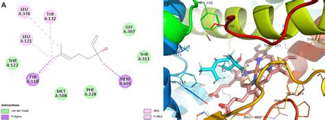 Molecular Docking Analysis A Two Dimensional Interactions B