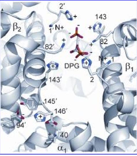 Binding Of 2 3 Dpg In The Central Cavity Between The 1 And 2 Chains Of