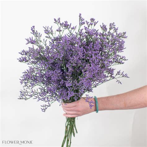 Limonium Flower Moxie