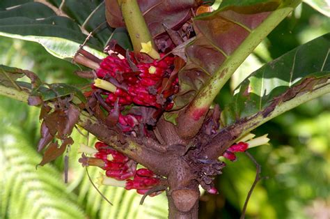 Pentagonia Macrophylla Flecker Botanic Garden Cairns Ql… Flickr