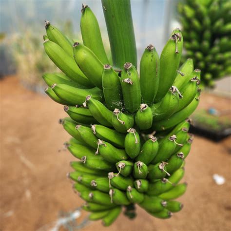 Banana Hybrid Types Kotare Subtropicals