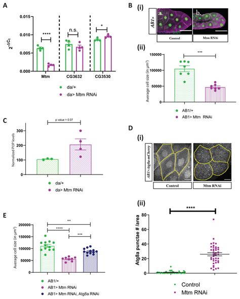 Pi3p Dependent Regulation Of Cell Size And Autophagy By Phosphatidylinositol 5 Phosphate 4
