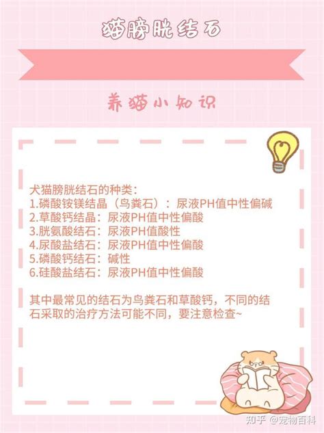 猫膀胱结石的种类 知乎