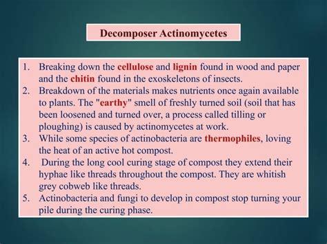 Actinomycetes Presentation Microbiology Pptx